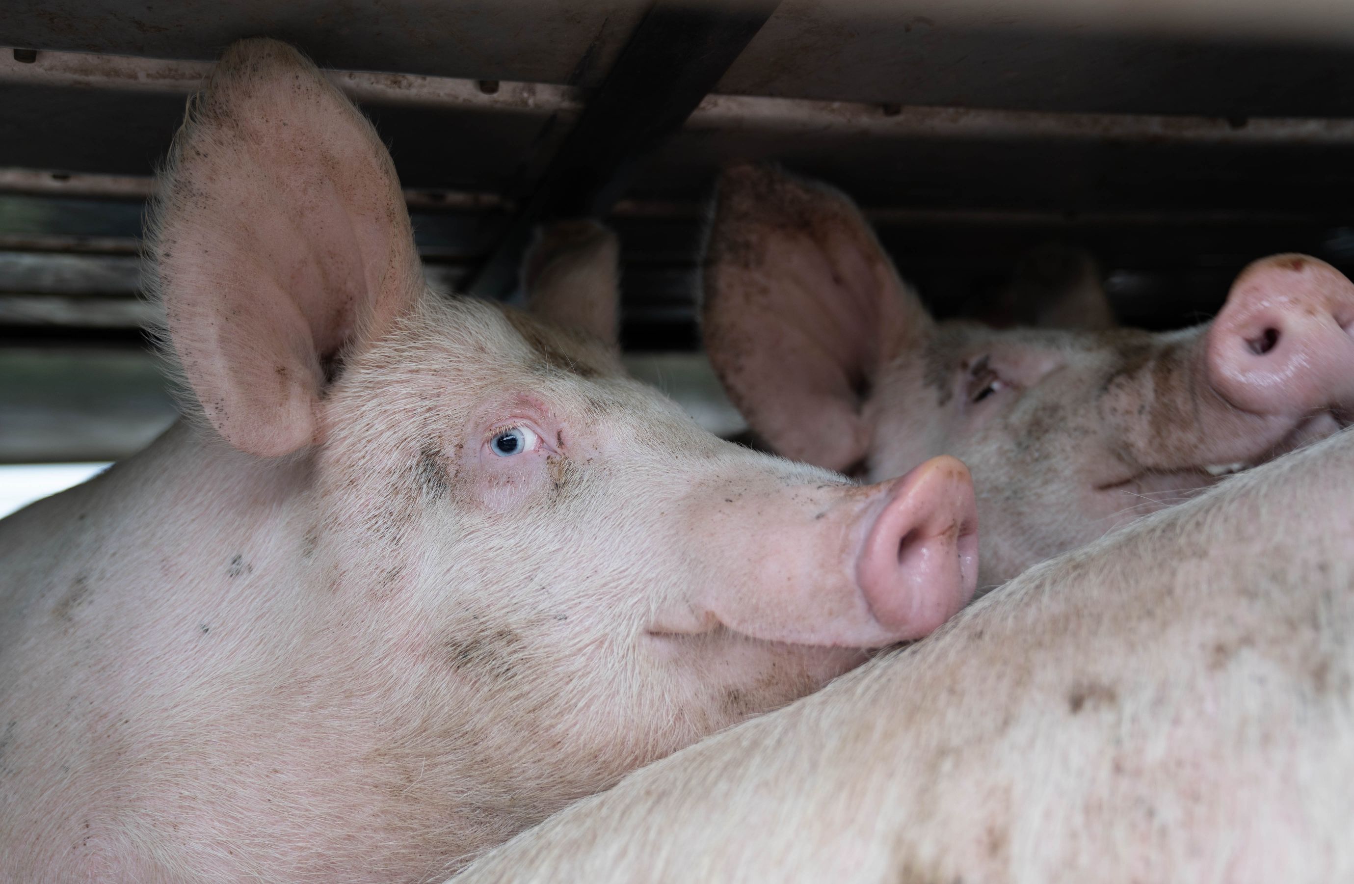 Stop Cruel Live Animal Transport | FOUR PAWS